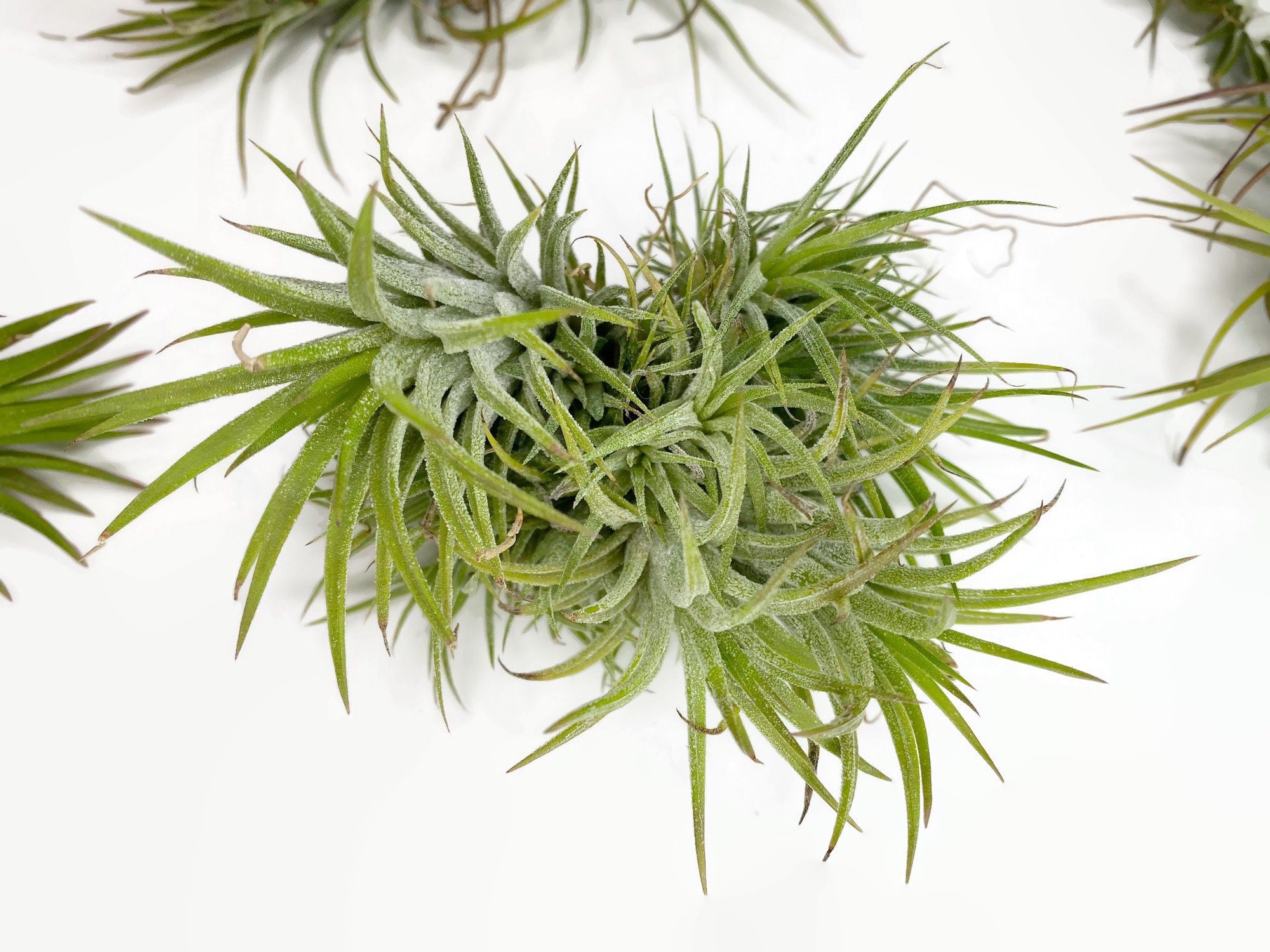 Tillandsia Cluster Guatemala Air Plant Clump, Guatemala Air Plant, Air ...