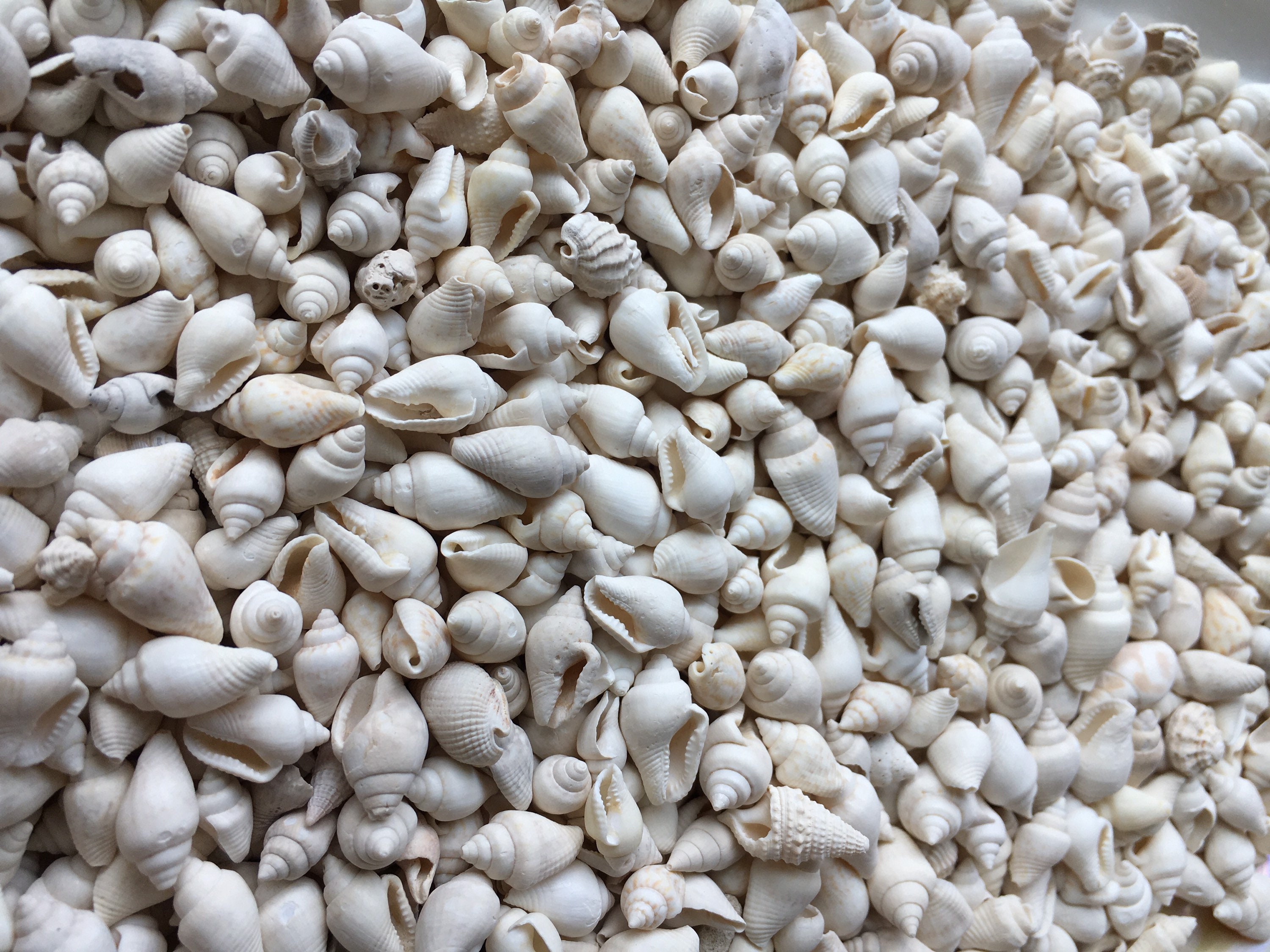 Nassa Shells 1/4cm 1cm White Nassa Shells Small Shell - Etsy