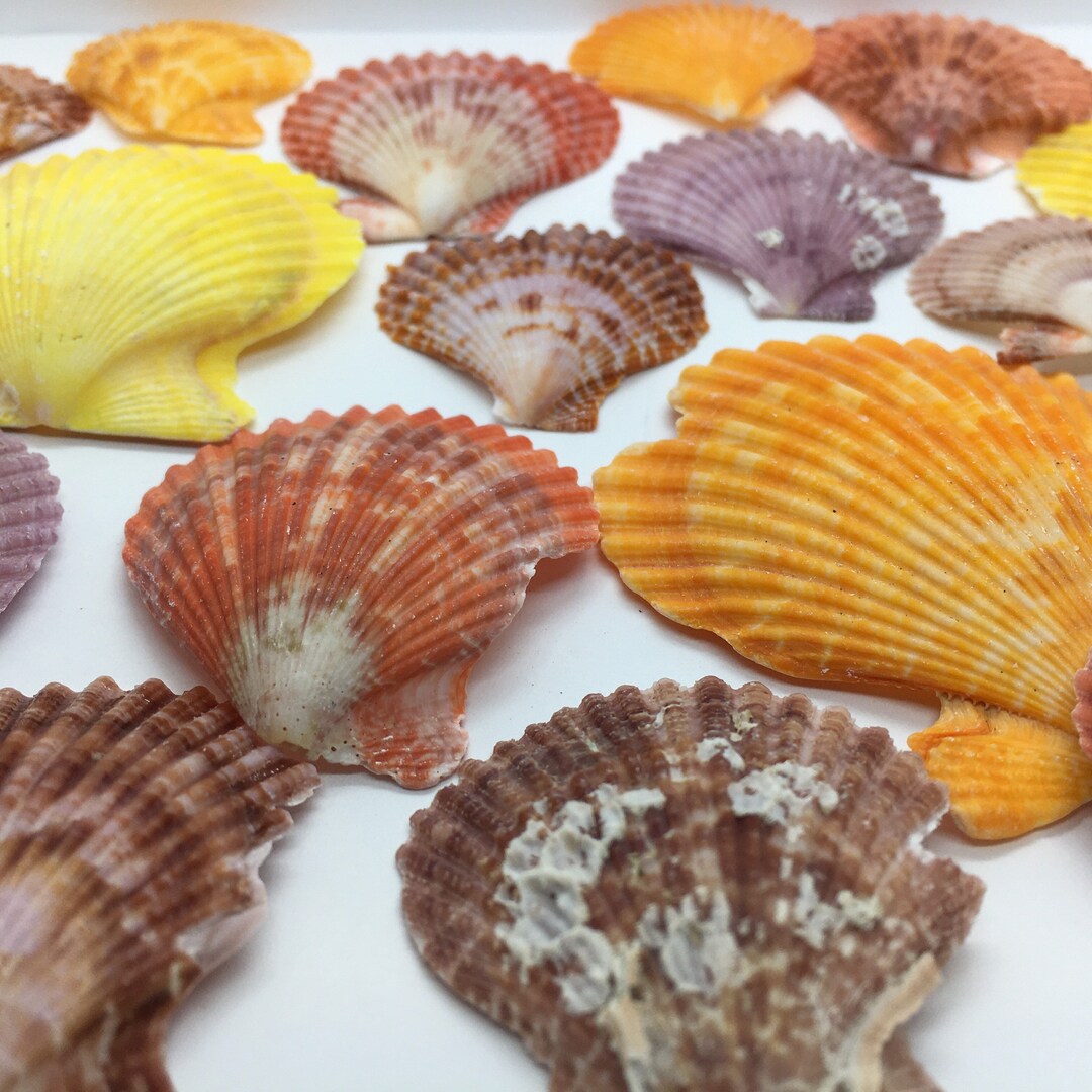 SALE- Broken/damaged Colorful Pectin Shells 1"-2"-colored Pectins ...