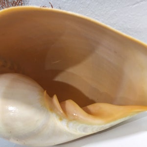 Huge Melon Shell (6" - 8”+) Beach House Decor, Coastal Cottage ...