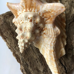 Rooster Tail Conch 4"-6" - Beach Wedding Decor - Seashells - Spiky ...