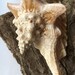 Rooster Tail Conch 4"-6" - Beach Wedding Decor - Seashells - Spiky ...