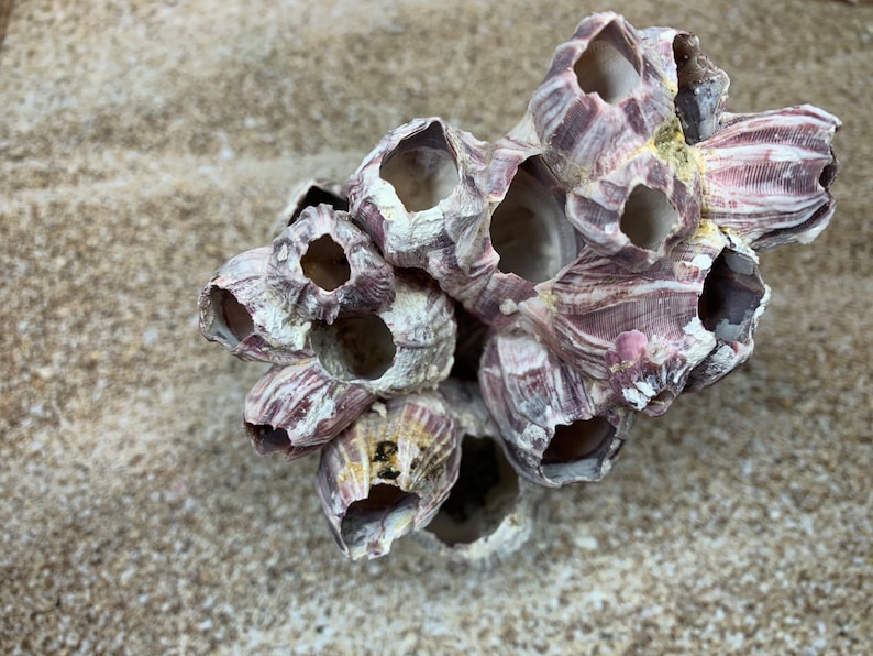 Purple Barnacle Cluster 3"- 5" Beach Decor-barnacle-coral-air Plant ...
