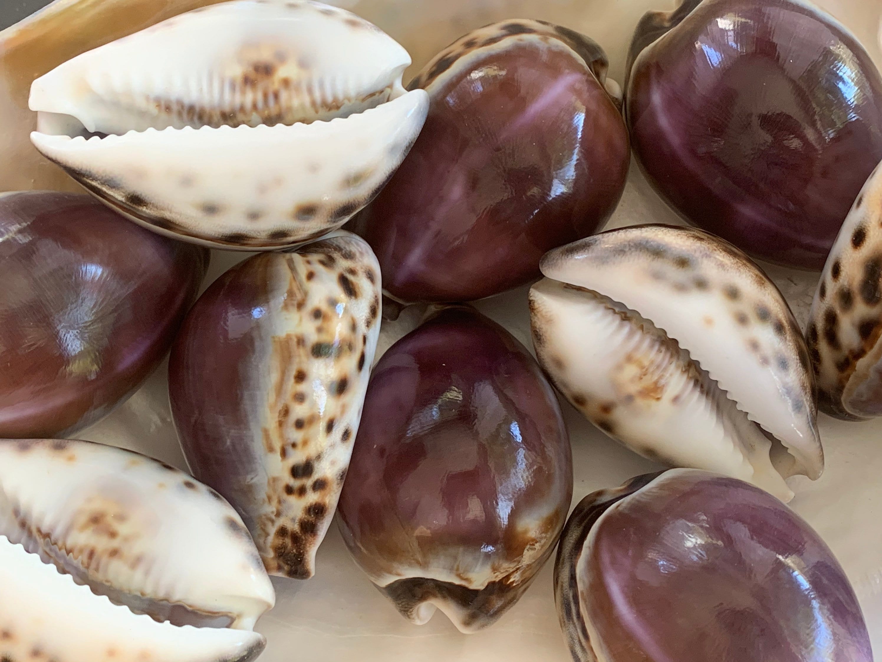 Tiger Cowrie Purple Top Seashells cypraea Tigris - Etsy