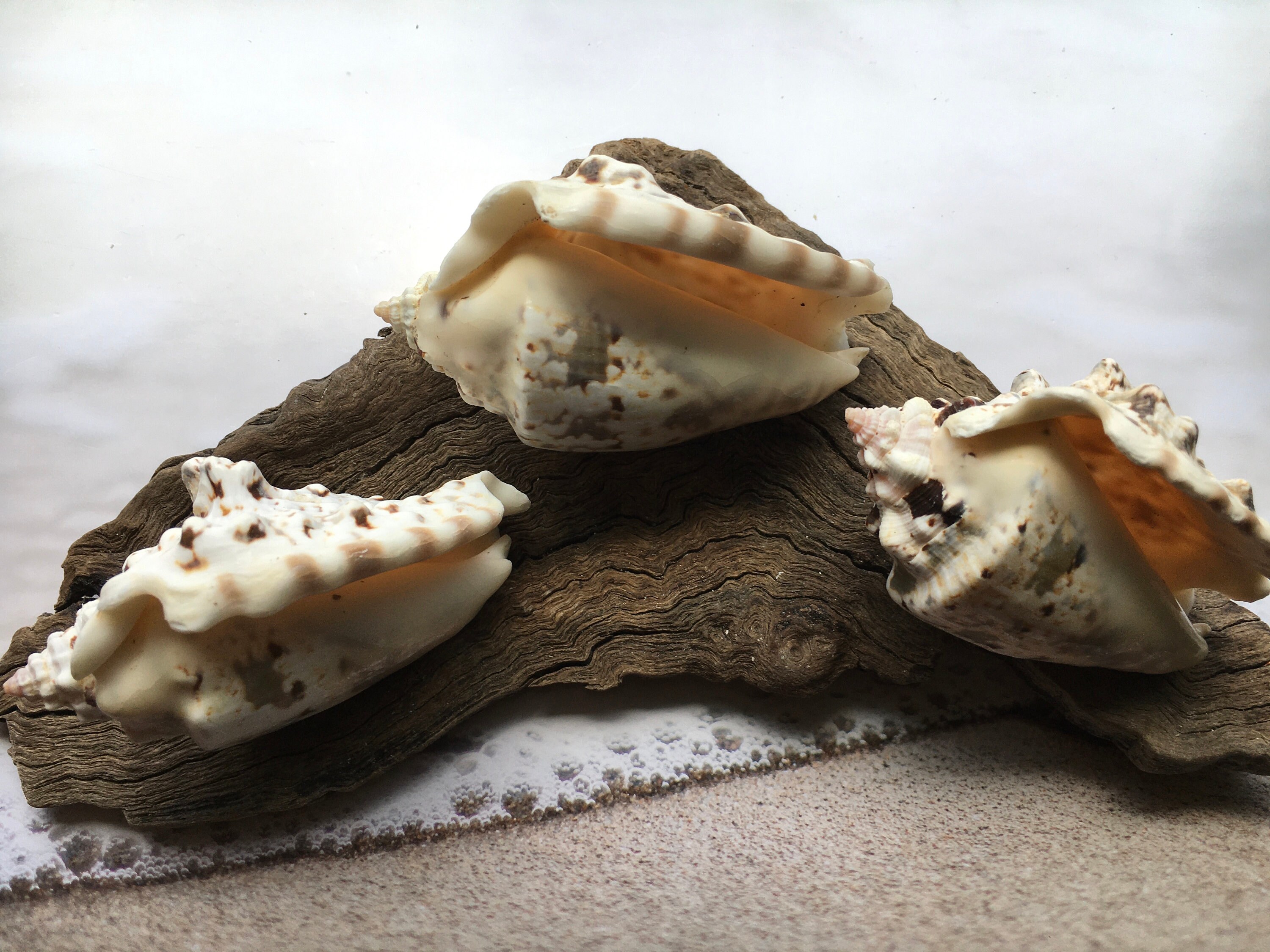 Silver Lip Conch 2.53 Conch Shell Strombus - Etsy