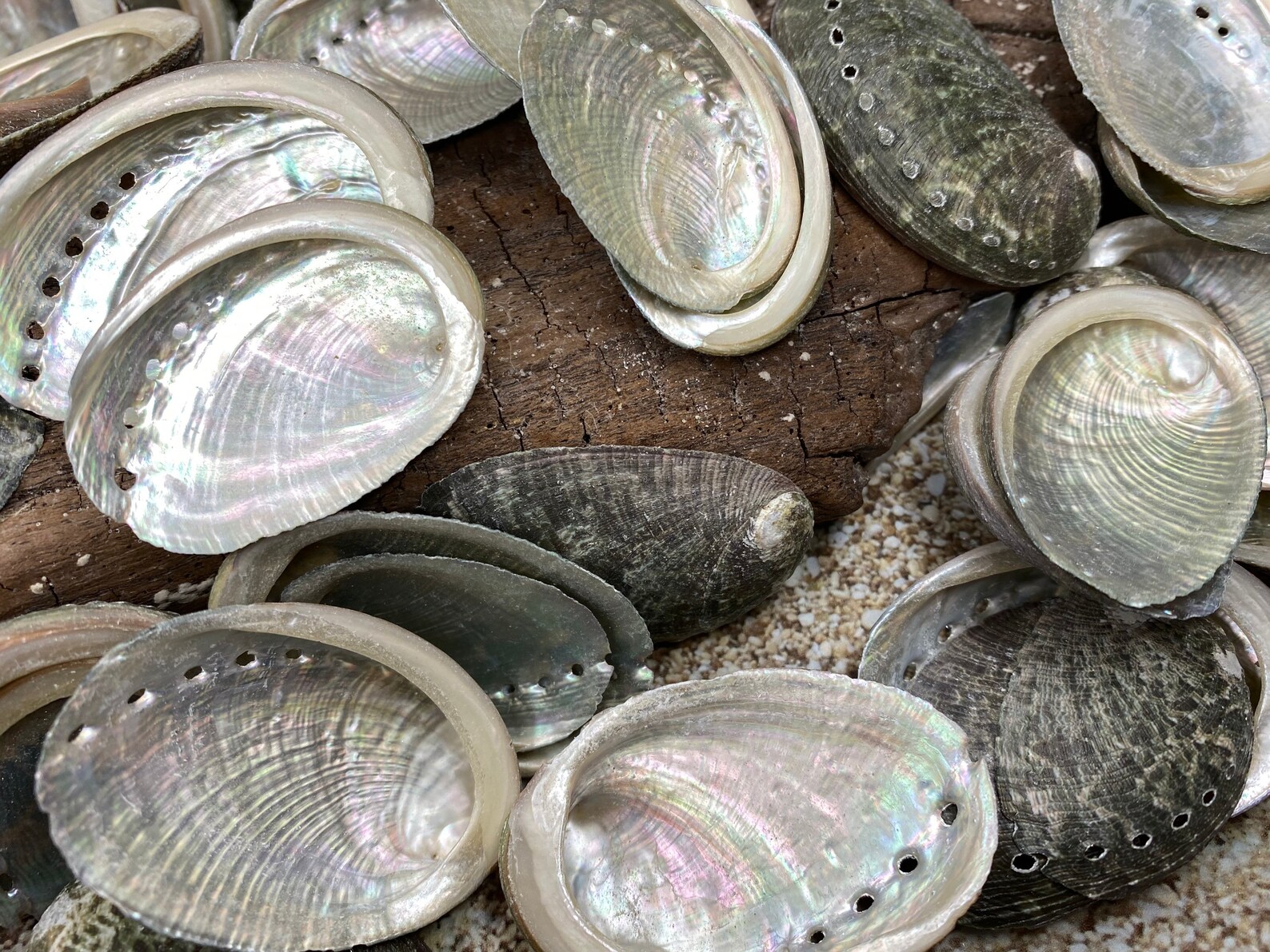 Beautiful Abalone Shells-abalone-crafting Abalone-bulk-craft Seashells ...