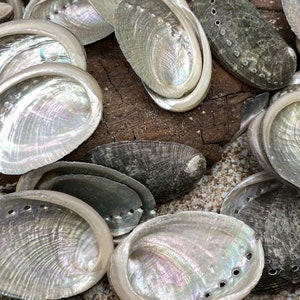 Beautiful Abalone Shells-abalone-crafting Abalone-bulk-craft Seashells ...