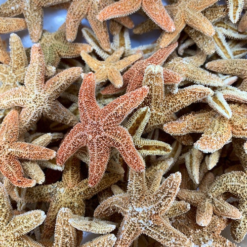 Tiny Starfish 1/43/4 Star Fish Craft Supply - Etsy