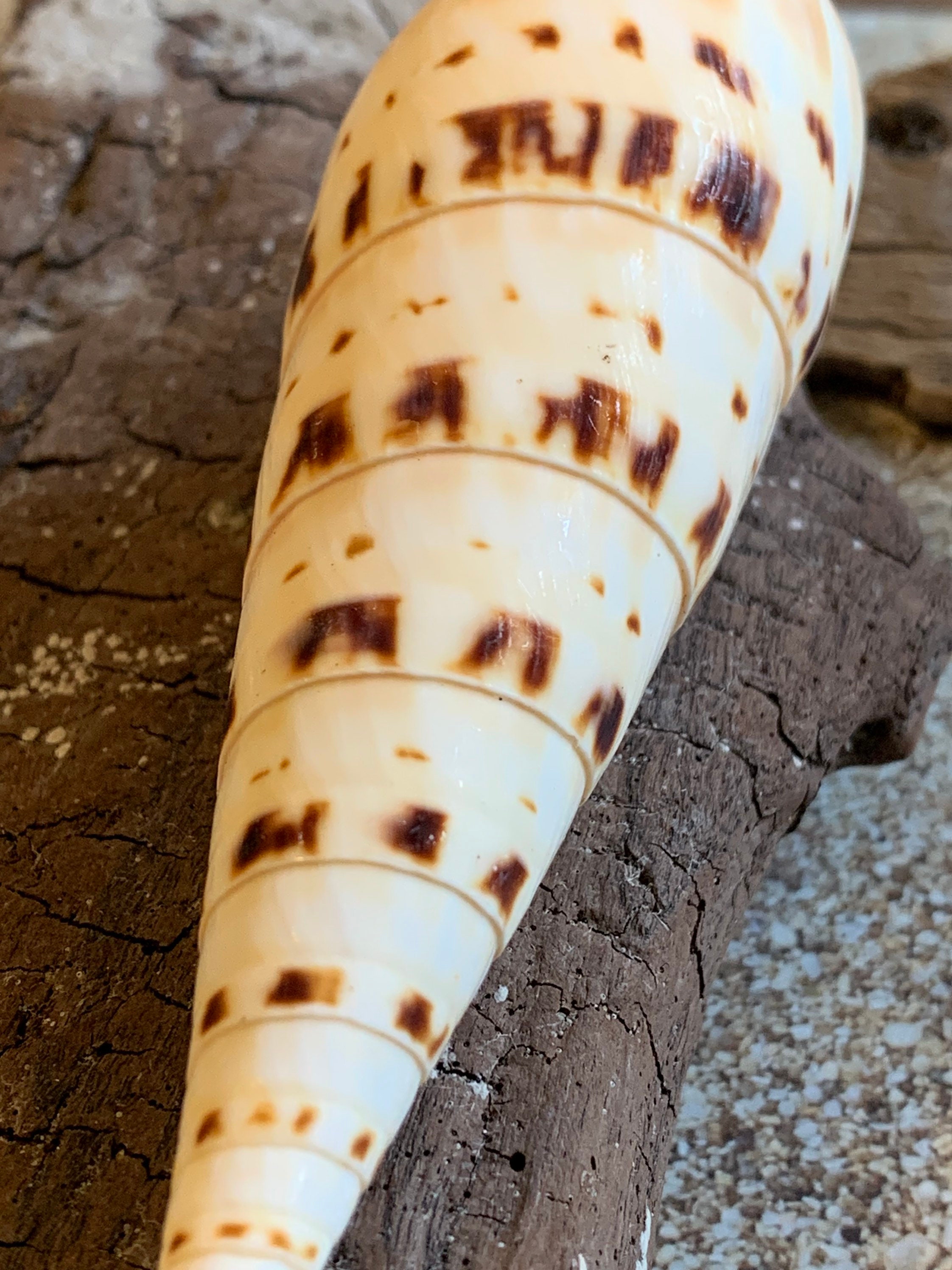 Terebra Maculata Marlinspike Shell Sea Shell Crafts Beach - Etsy Australia