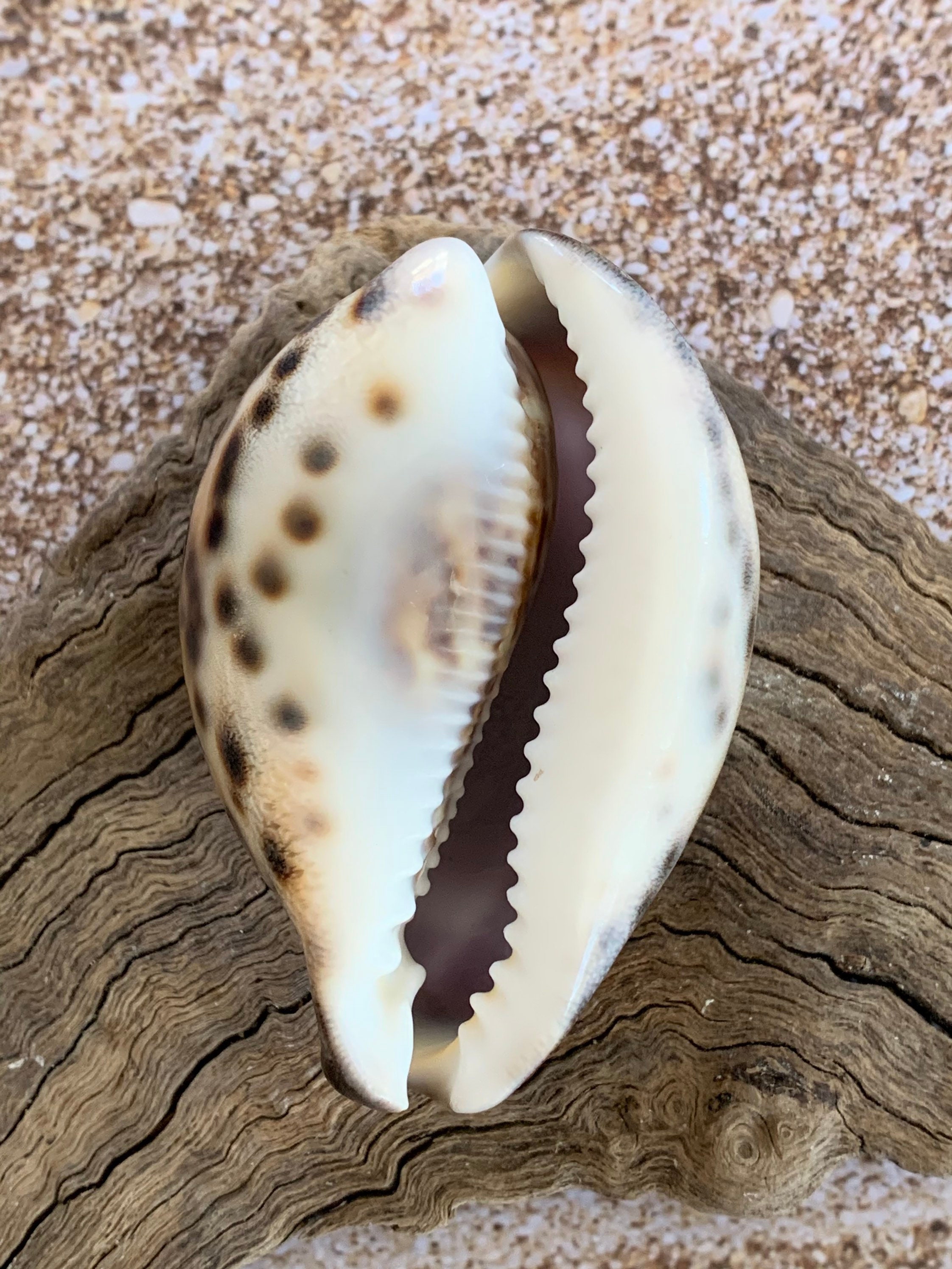 Tiger Cowrie Purple Top Seashells (cypraea Tigris) Cowry-seashells ...