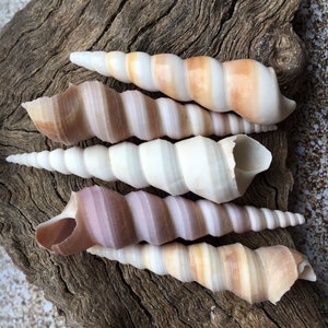 Terebra Turritella Shells (2"-3"), Purple Turritella, Beach Wedding ...