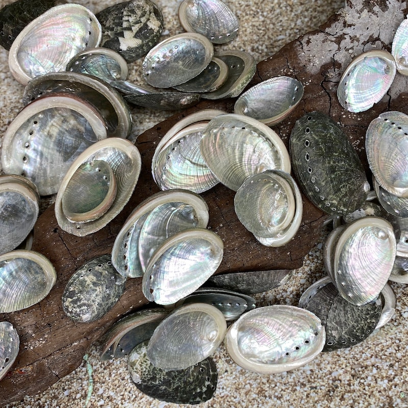 Abalone Shell - Etsy