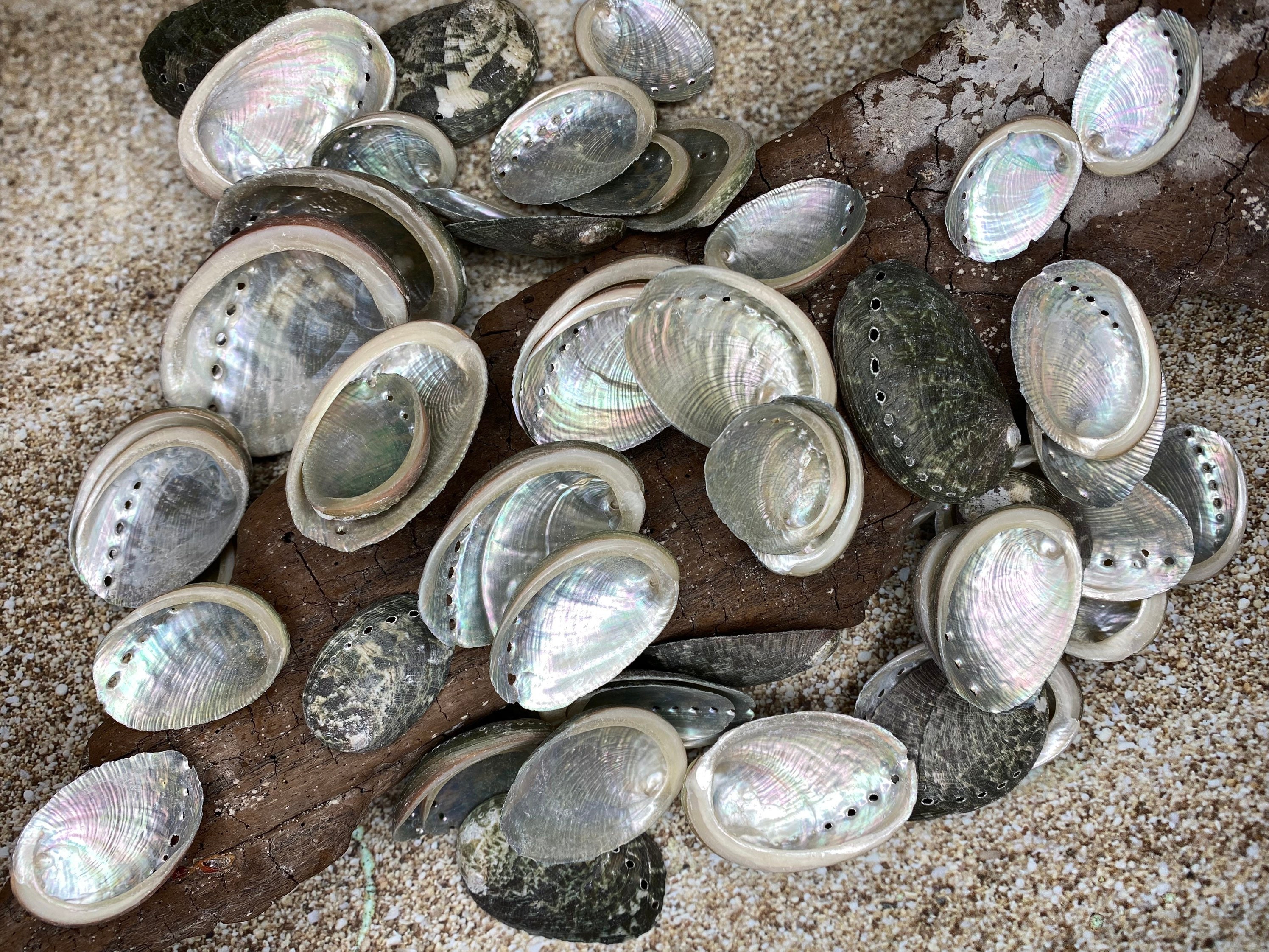 Beautiful Abalone Shells-abalone-crafting Abalone-bulk-craft Seashells ...