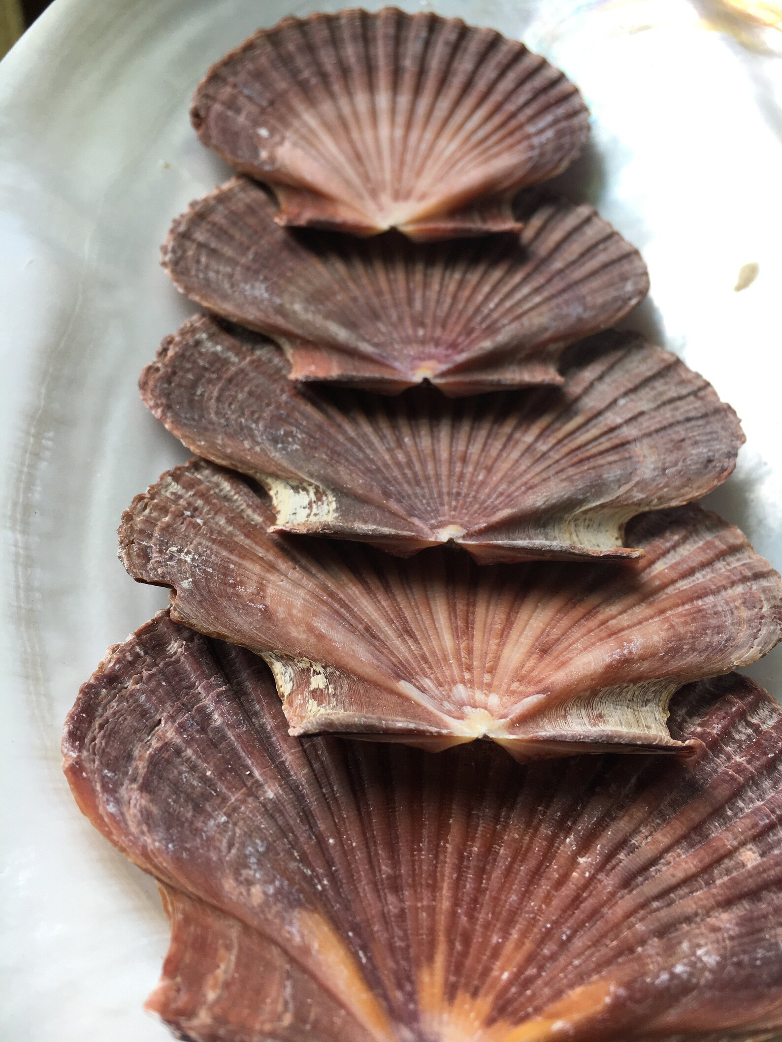 Large Mexican Flat Scallop Shells 34 Seashell | Etsy