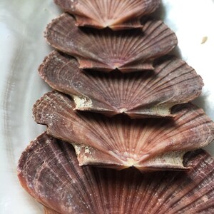Large Mexican Flat Scallop Shells 3"-4" - Seashell - Scallop Shells ...