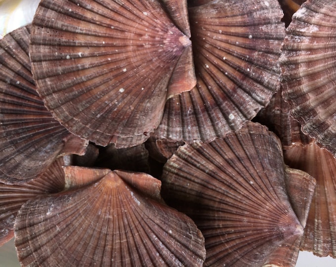 Large Mexican Flat Scallop Shells 3"-4" - Seashell - Scallop Shells ...