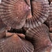 Large Mexican Flat Scallop Shells 34 Seashell - Etsy