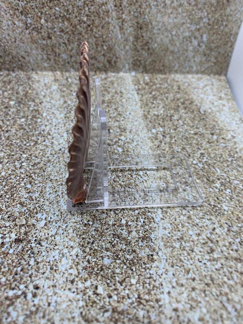 Plastic Easel Stands for Sea Shells Stand for Sand - Etsy