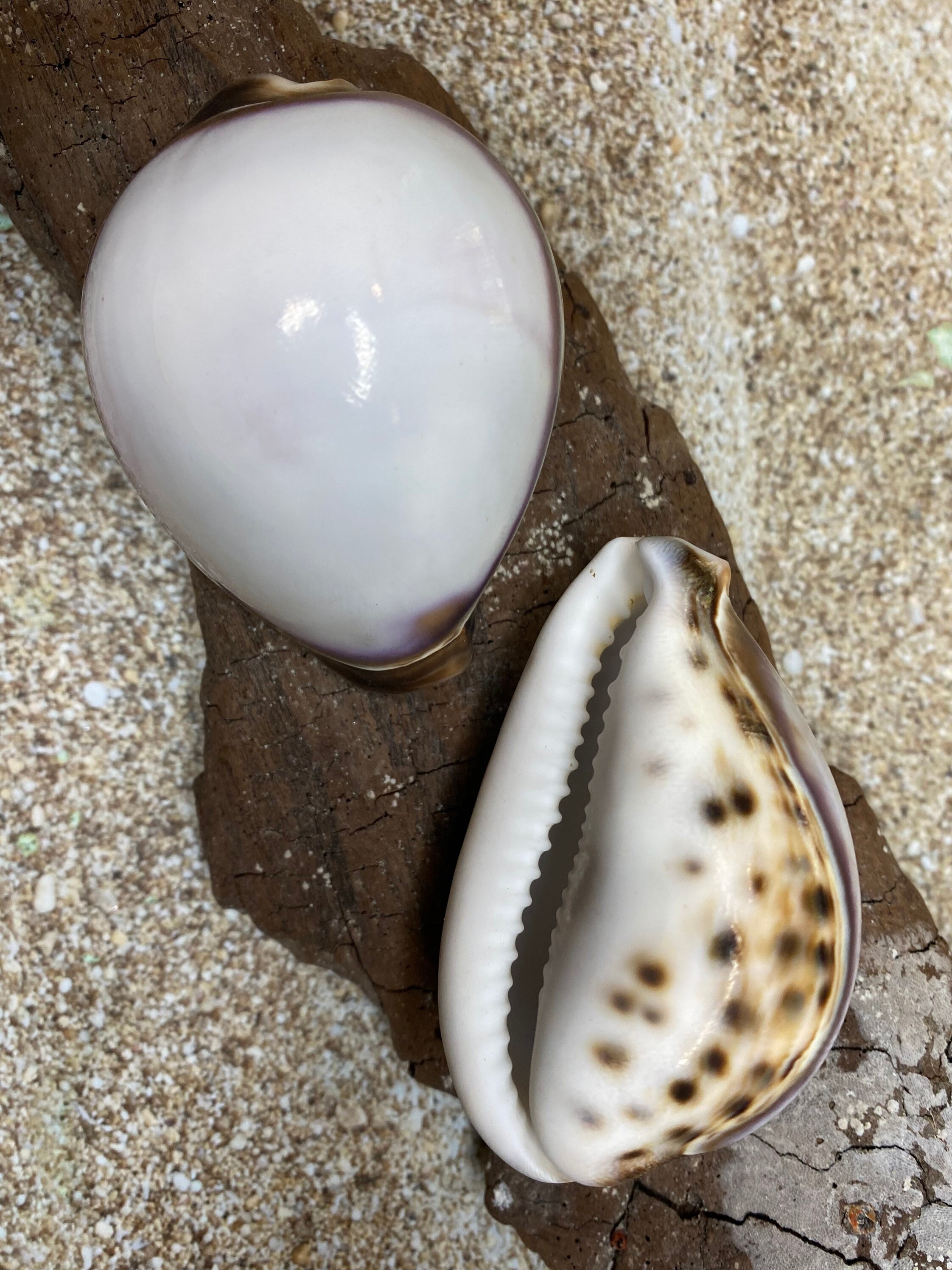 Tiger Cowrie White Top Seashells cypraea Tigris - Etsy