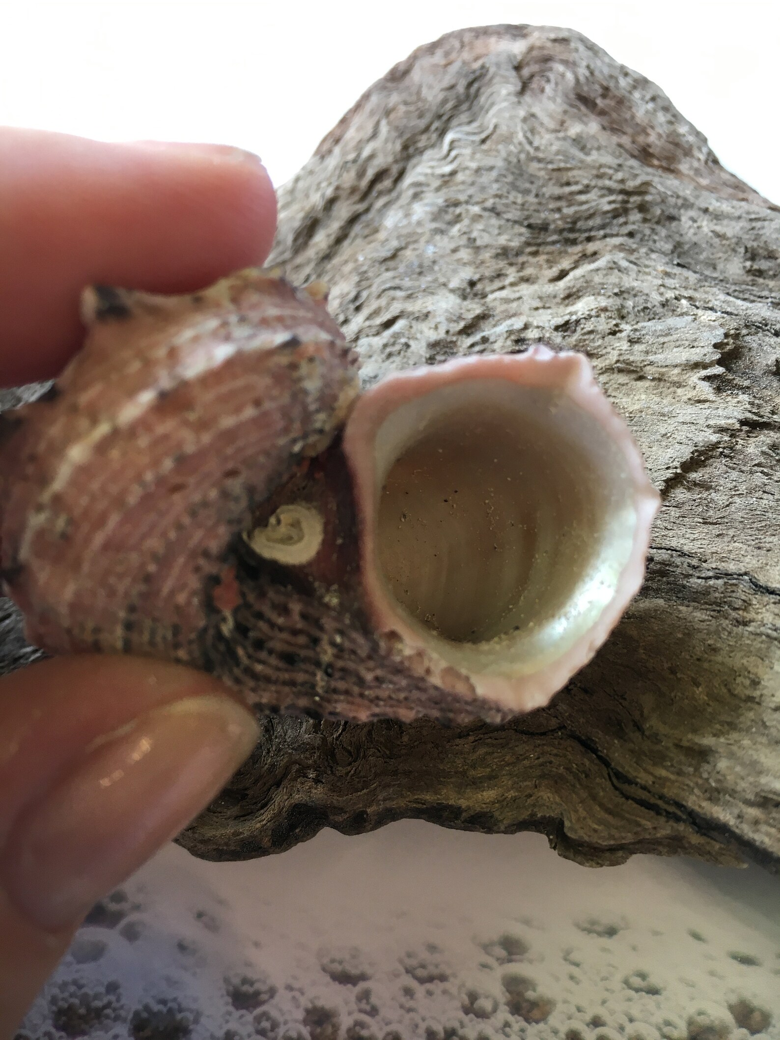 Delphinula Laciniata Shell-angaria Shells-lacinate Dolphin - Etsy