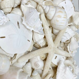 White Wedding Seashell Mix, Beach Wedding Decor, White Wedding Shells ...