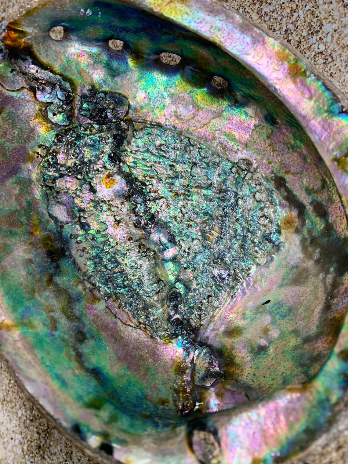 Green Abalone Rainbow Shell-haliotis Corrugata 3.4 | Etsy