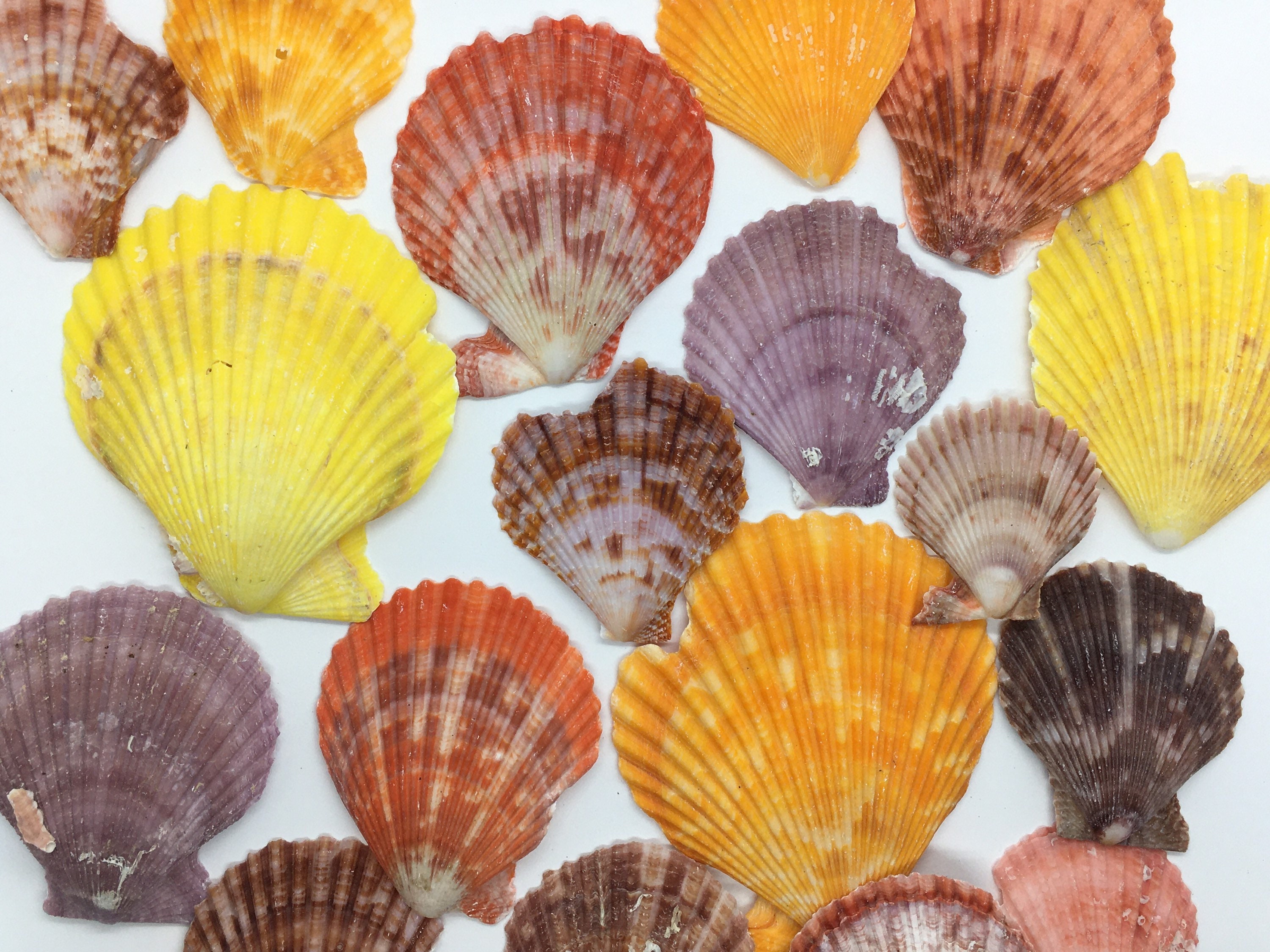 SALE- Broken/damaged Colorful Pectin Shells 1"-2"-colored Pectins ...