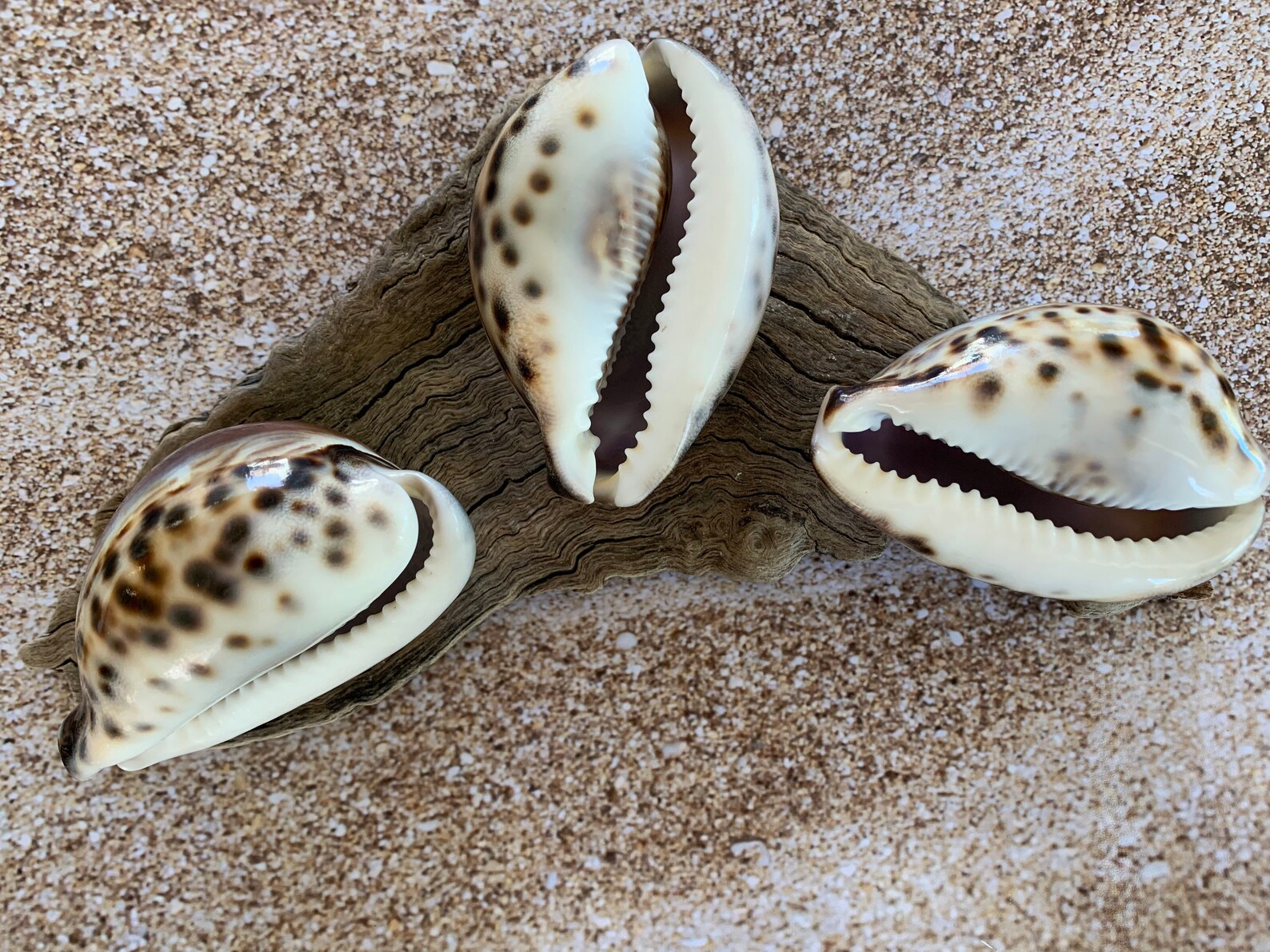 Tiger Cowrie Purple Top Seashells cypraea Tigris - Etsy