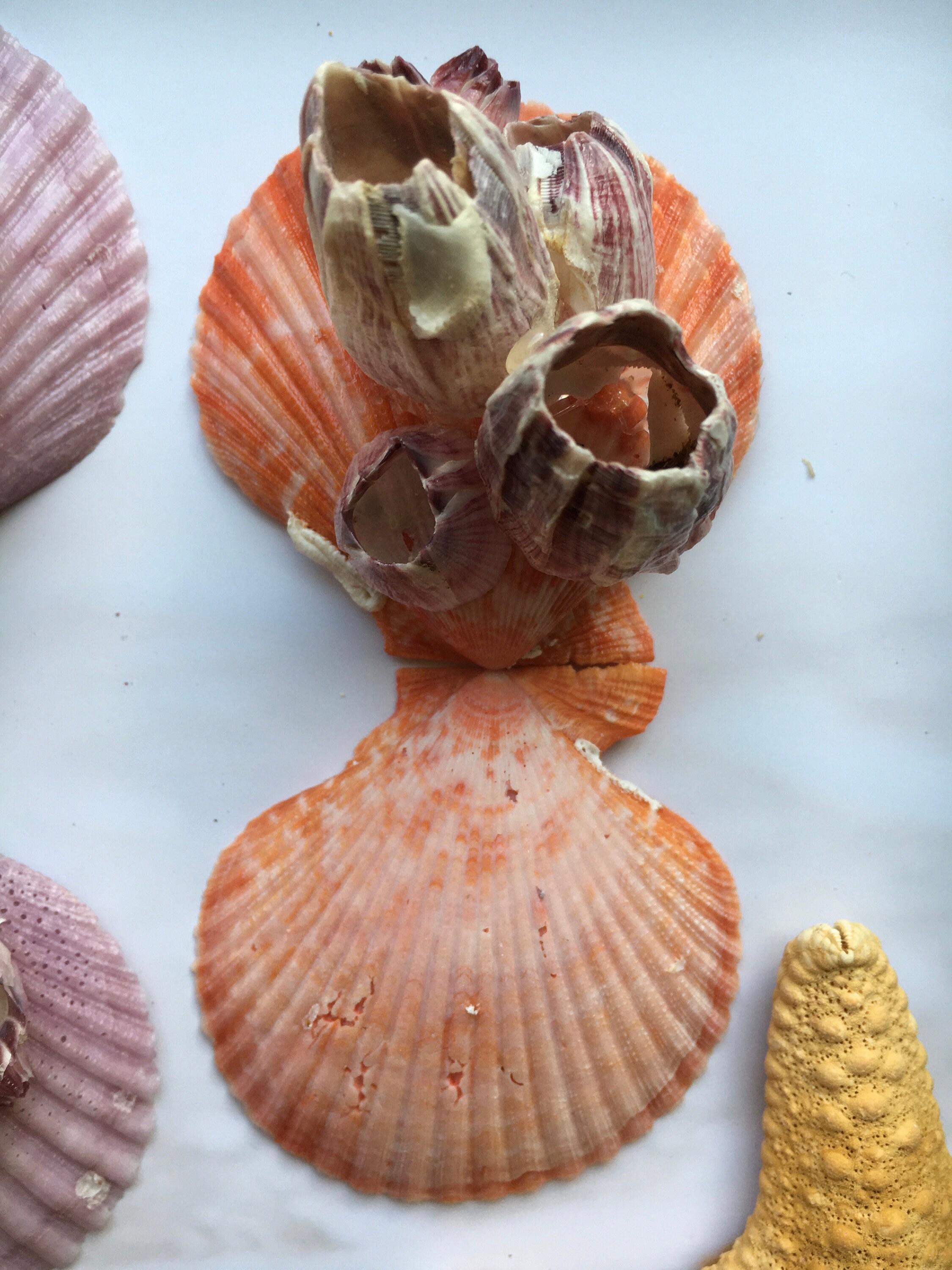 Large Colored Pectin Shell Pairs W/ Barnacles - Etsy