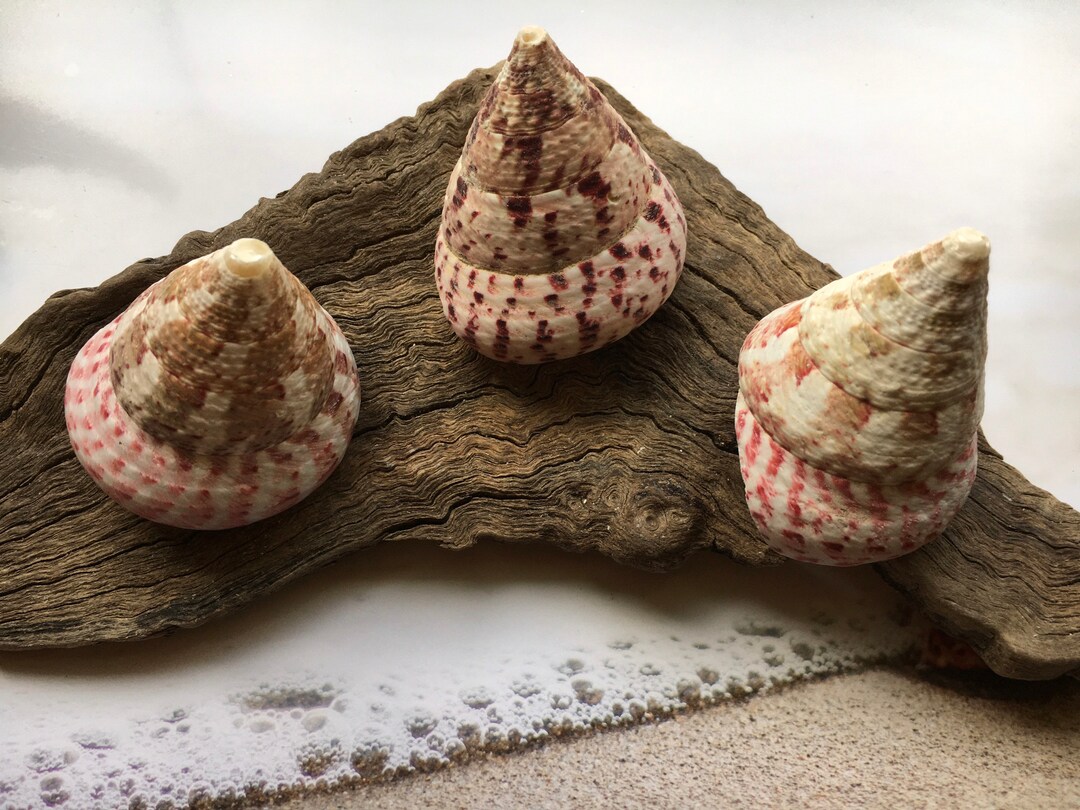 Strawberry Trochus Polished Shells-wedding-beach Decor-pink Sea Shells ...