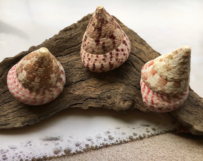 45 Irish Deep Baking Scallop Shell Seashell Supplies Scallop Shells ...
