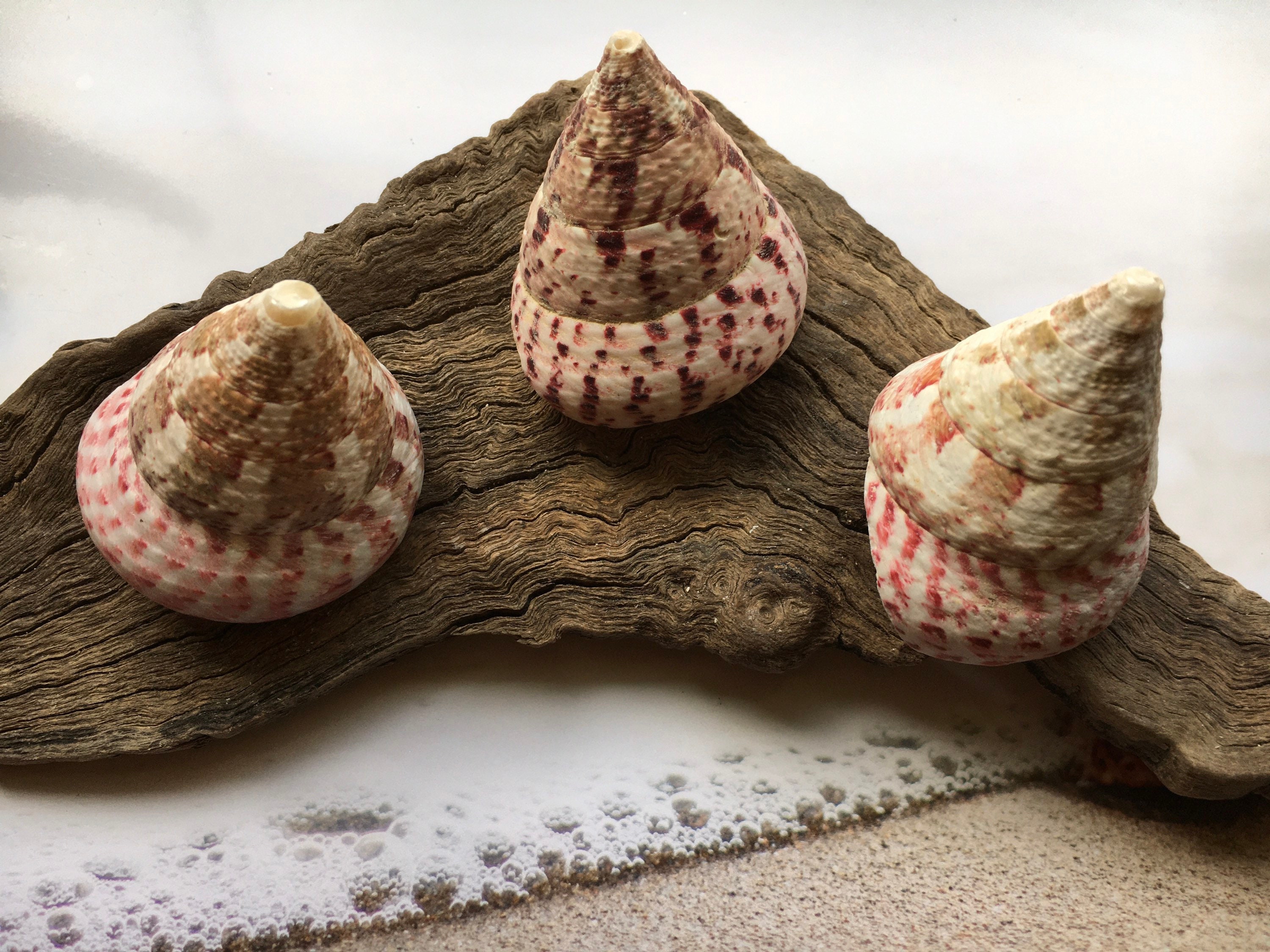 Strawberry Trochus Polished Shells-wedding-beach Decor-pink Sea Shells ...