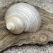 Pearl Turbo Setosus Shell 1 3/4 - 2 1/4" Opening 1" (pentholatus ...