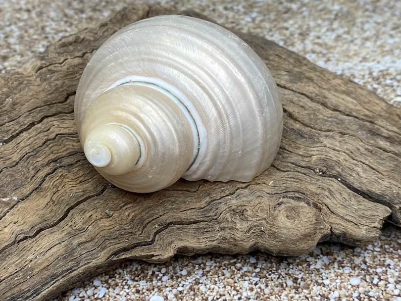 Pearl Turbo Setosus Shell 1 3/4 2 1/4 Opening 1 - Etsy