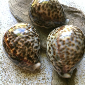 XL Tiger Cowrie Seashells (cypraea Tigris) Wedding Decor-seashells ...