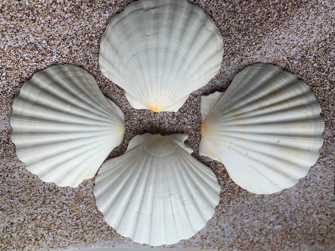 4"-5" Irish Deep Baking Scallop Shell - Seashell Supplies - Scallop ...