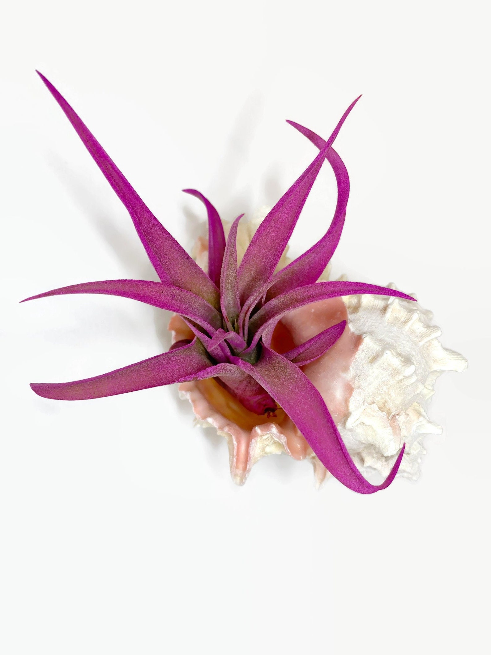 Pink Murex Air Plant Colored Seashell-beach Wedding Decor | Etsy