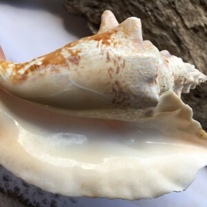 Rooster Tail Conch 4"-6" - Beach Wedding Decor - Seashells - Spiky ...