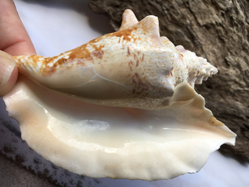 Rooster Tail Conch 46 Beach Wedding Decor - Etsy