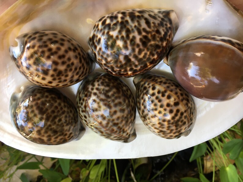 XL Tiger Cowrie Seashells cypraea Tigris Wedding - Etsy