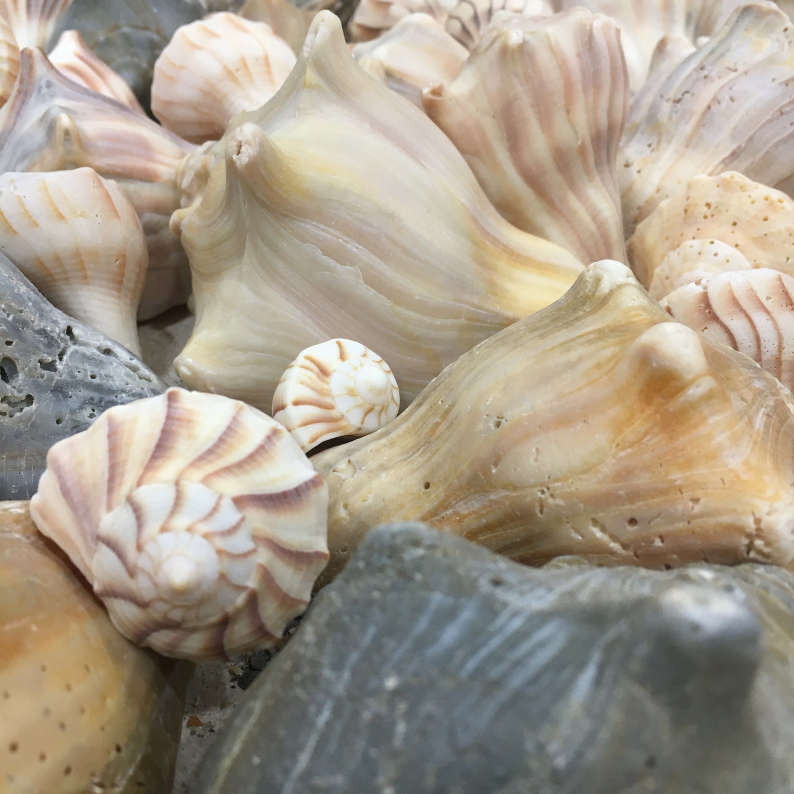 Lightning Whelk From Sanibel Island Florida Beach Whelk Home - Etsy
