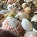 Bahama Shell Mix - Assorted Sea Shells - Sea Shells Bulk - Crafting ...