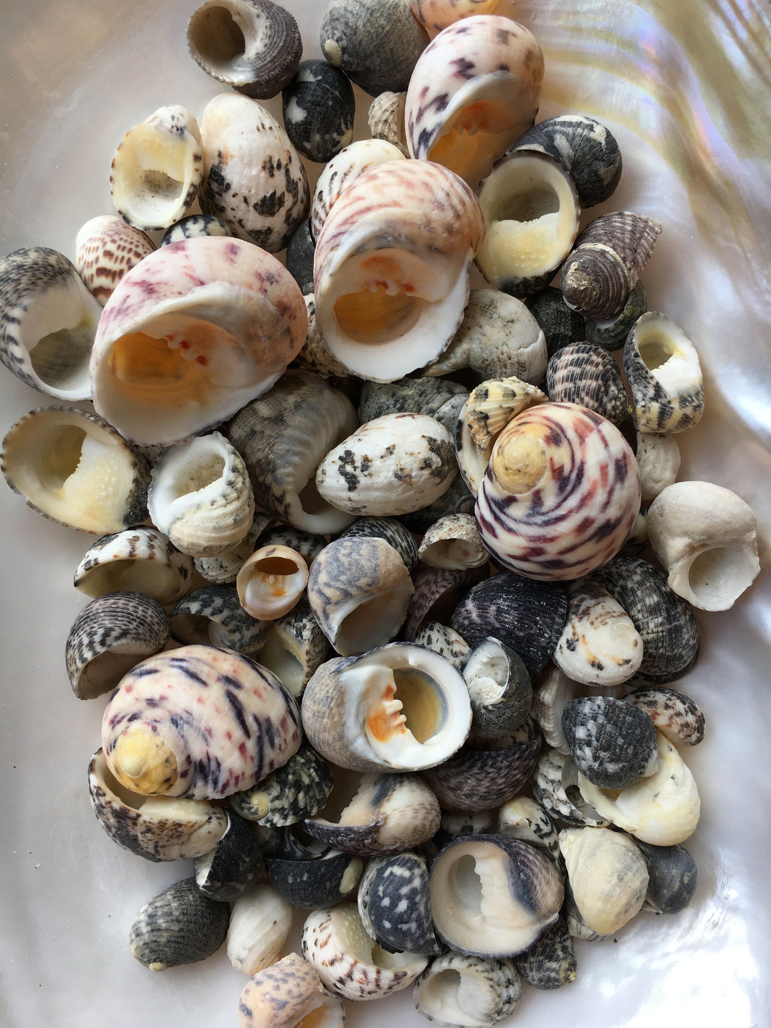 Nerite Snail Sea Shell Mix - Assorted Nerties - Sea Shells - Craft ...