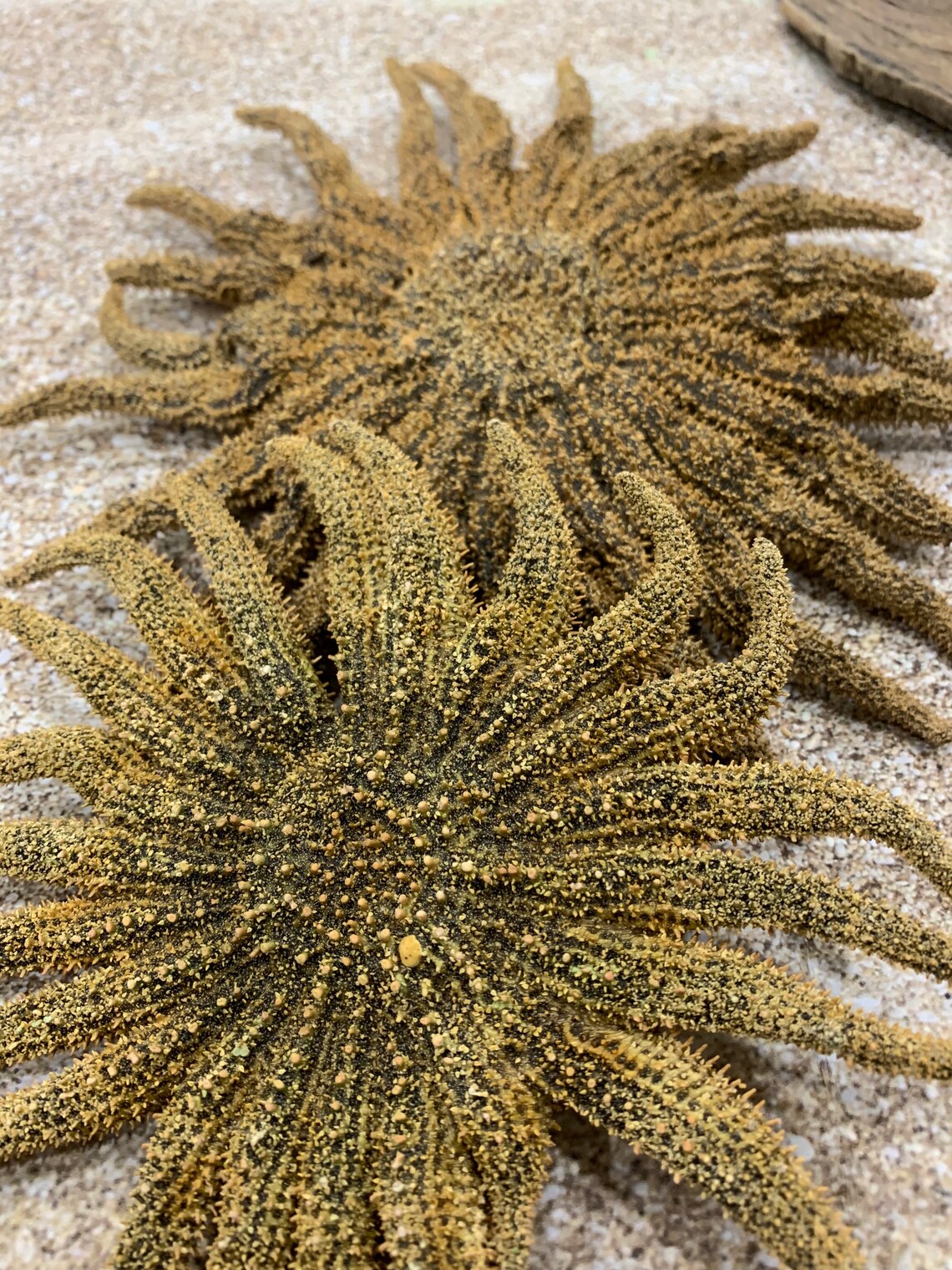 Mexican Sunflower Starfish Bulk Starfish Beach Wedding | Etsy