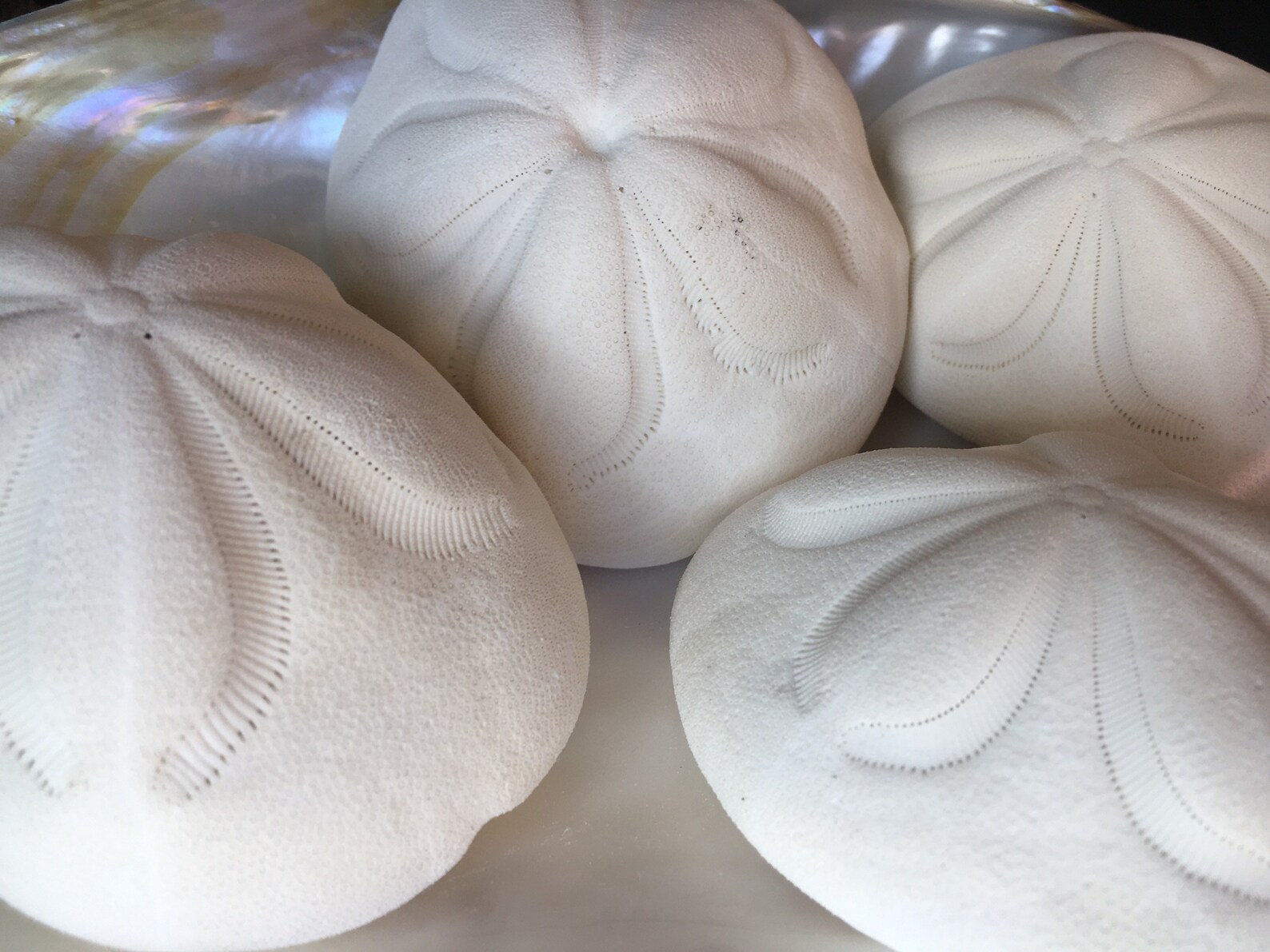 Sea Biscuit 33.75 Sea Cookies Seashell Bulk - Etsy