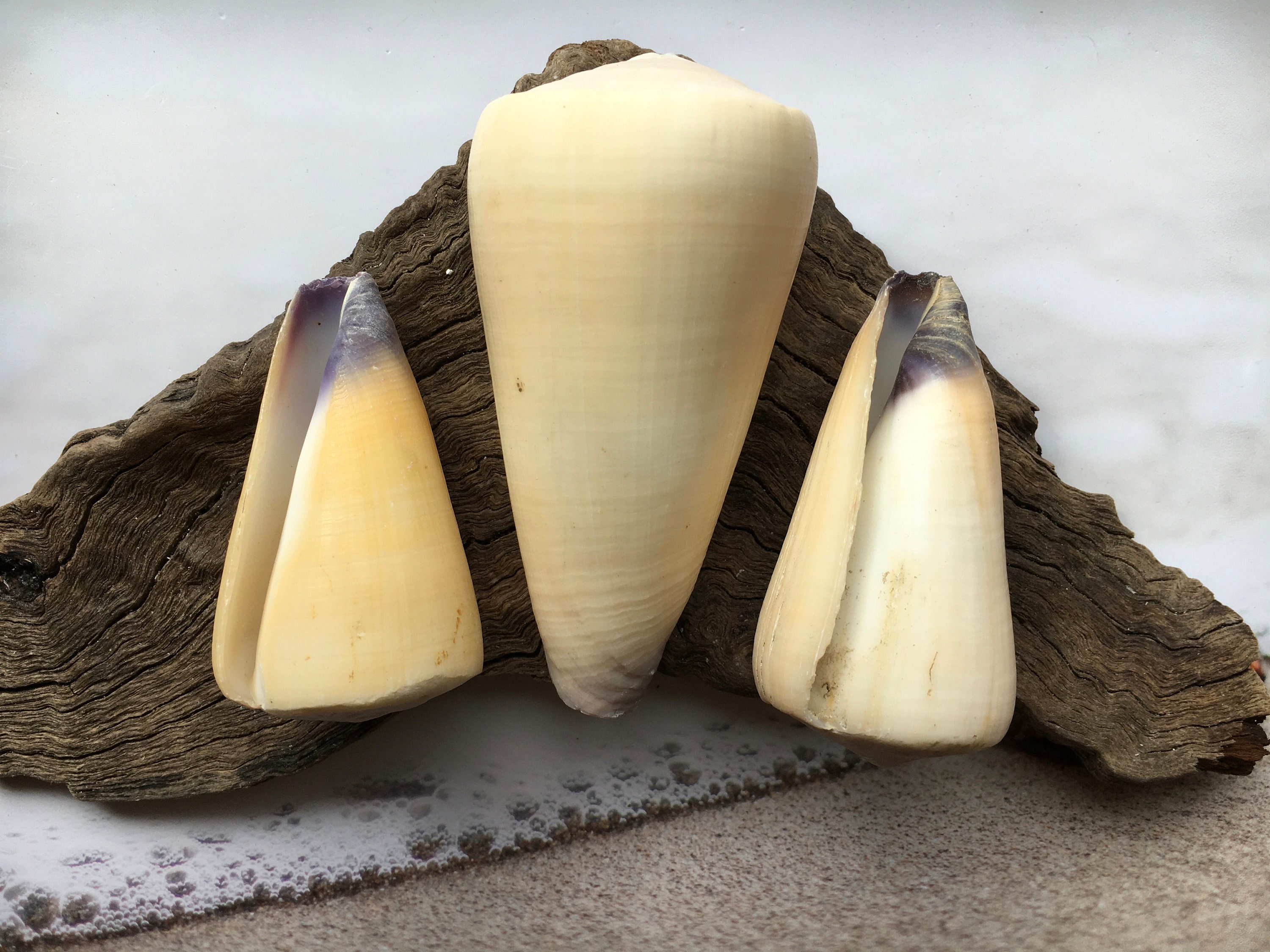 Oak Cone 2.54 Conus Quercinus Sea Shell | Etsy