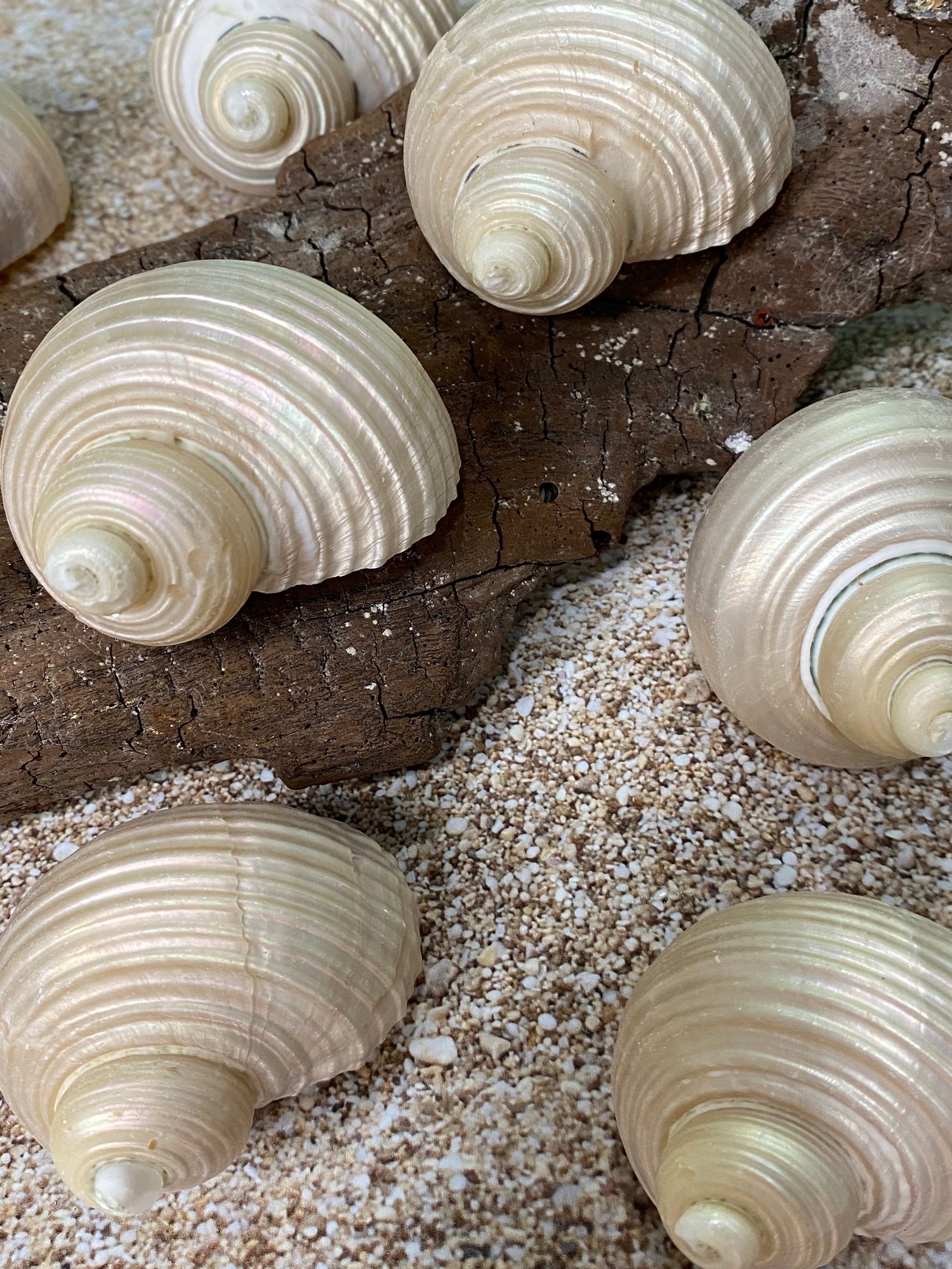 Pearl Turbo Setosus Shell 1 3/4 2 1/4 Opening 1 - Etsy