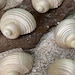 Pearl Turbo Setosus Shell 1 3/4 - 2 1/4" Opening 1" (pentholatus ...
