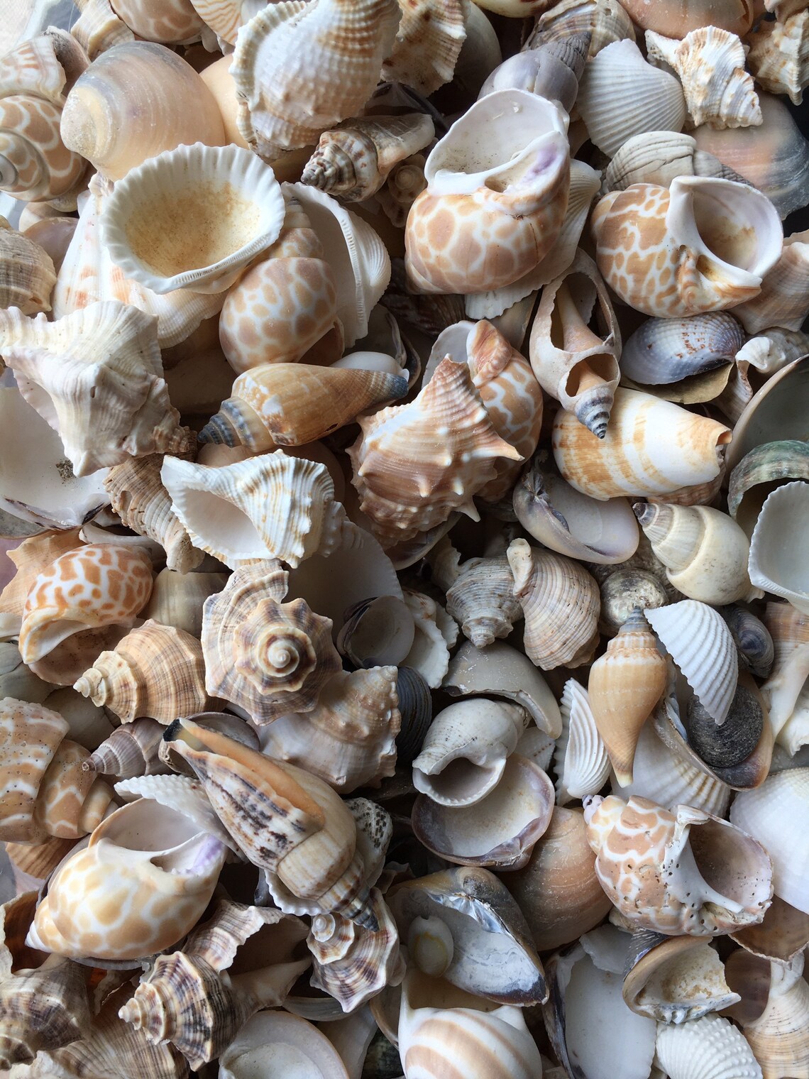 Assorted Sea Shell Mix Beach Wedding Decor Sea Shells Bulk - Etsy