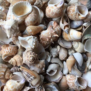 Assorted Sea Shell Mix, Beach Wedding Decor, Sea Shells Bulk, Assorted ...